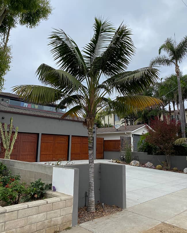 howea-1 | Urban Tree Key