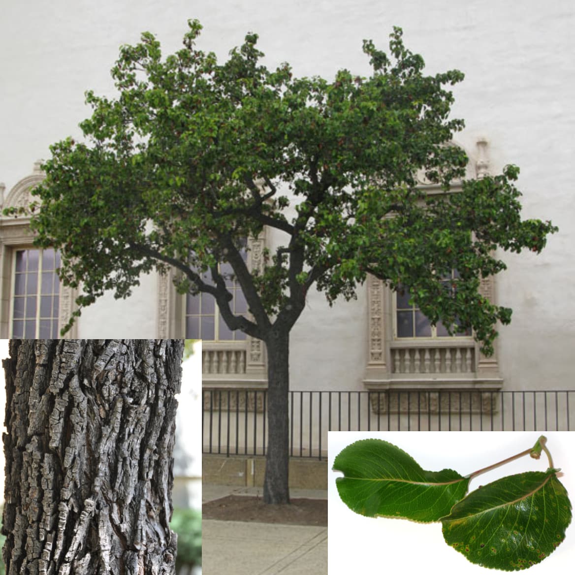 G11-11 | Urban Tree Key